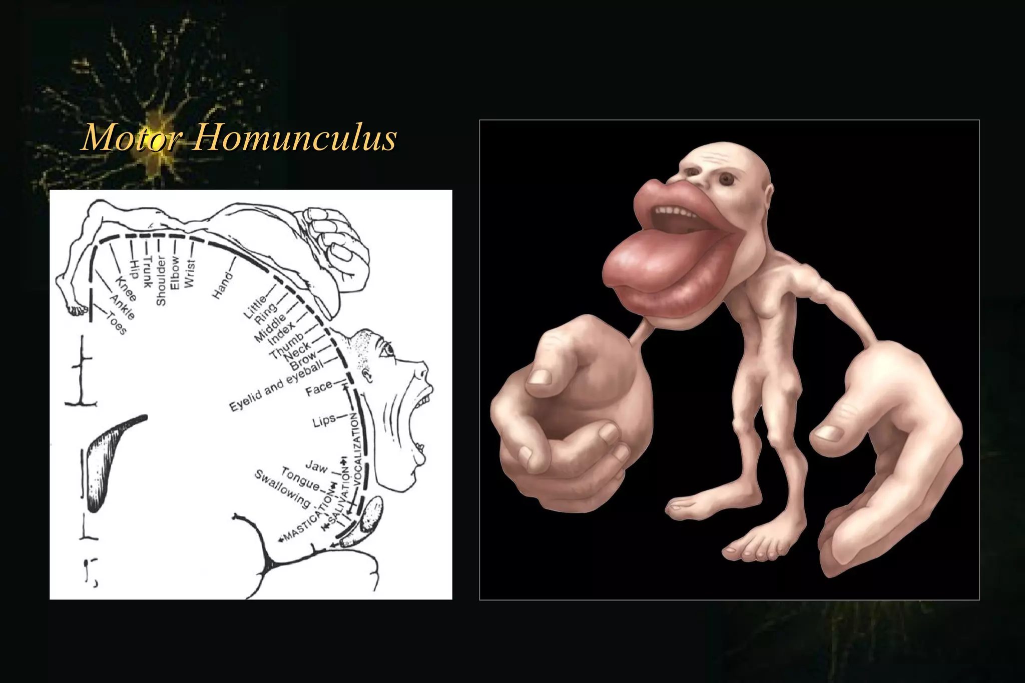 Gross structure of the brain | PPT