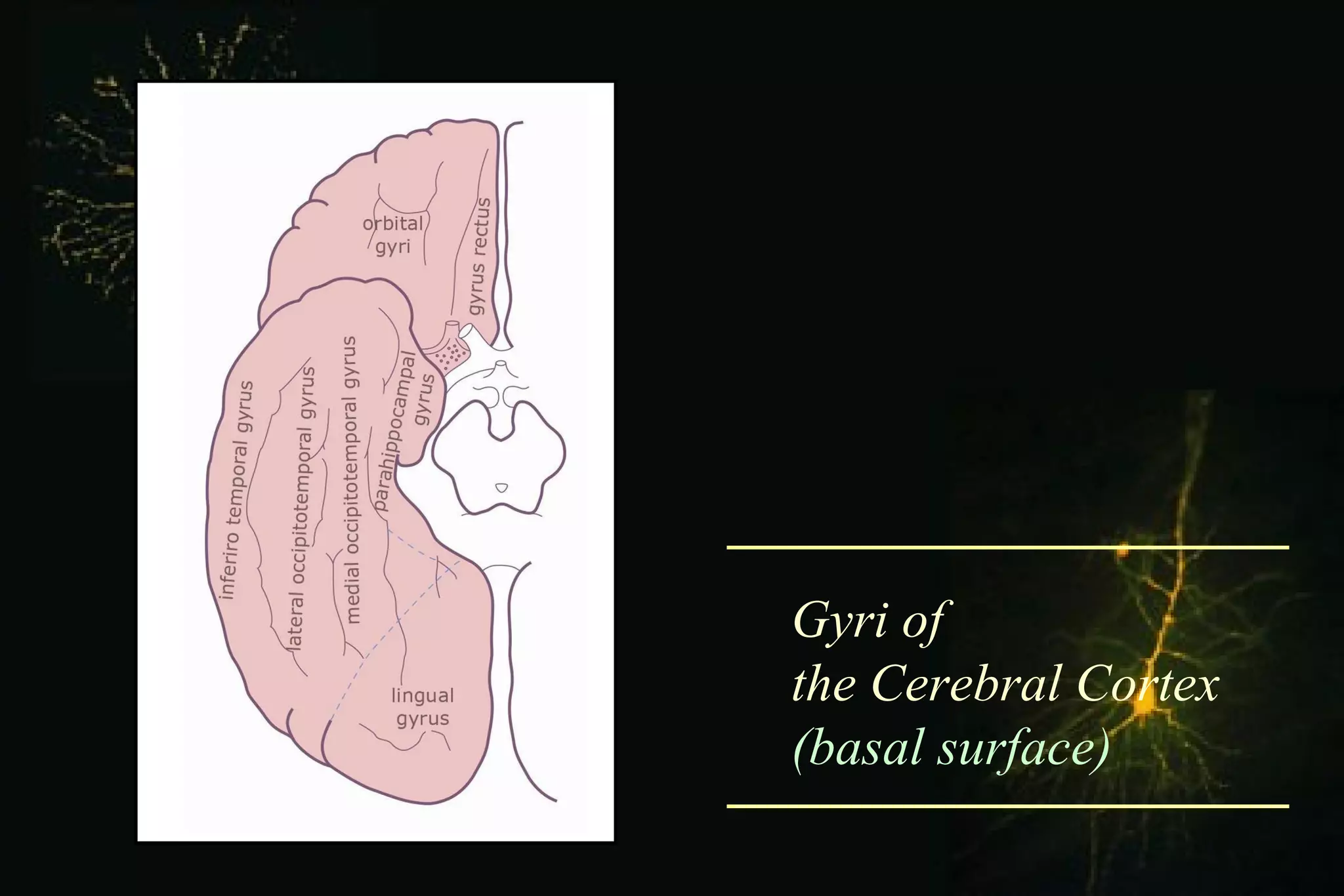 Gross structure of the brain | PPT