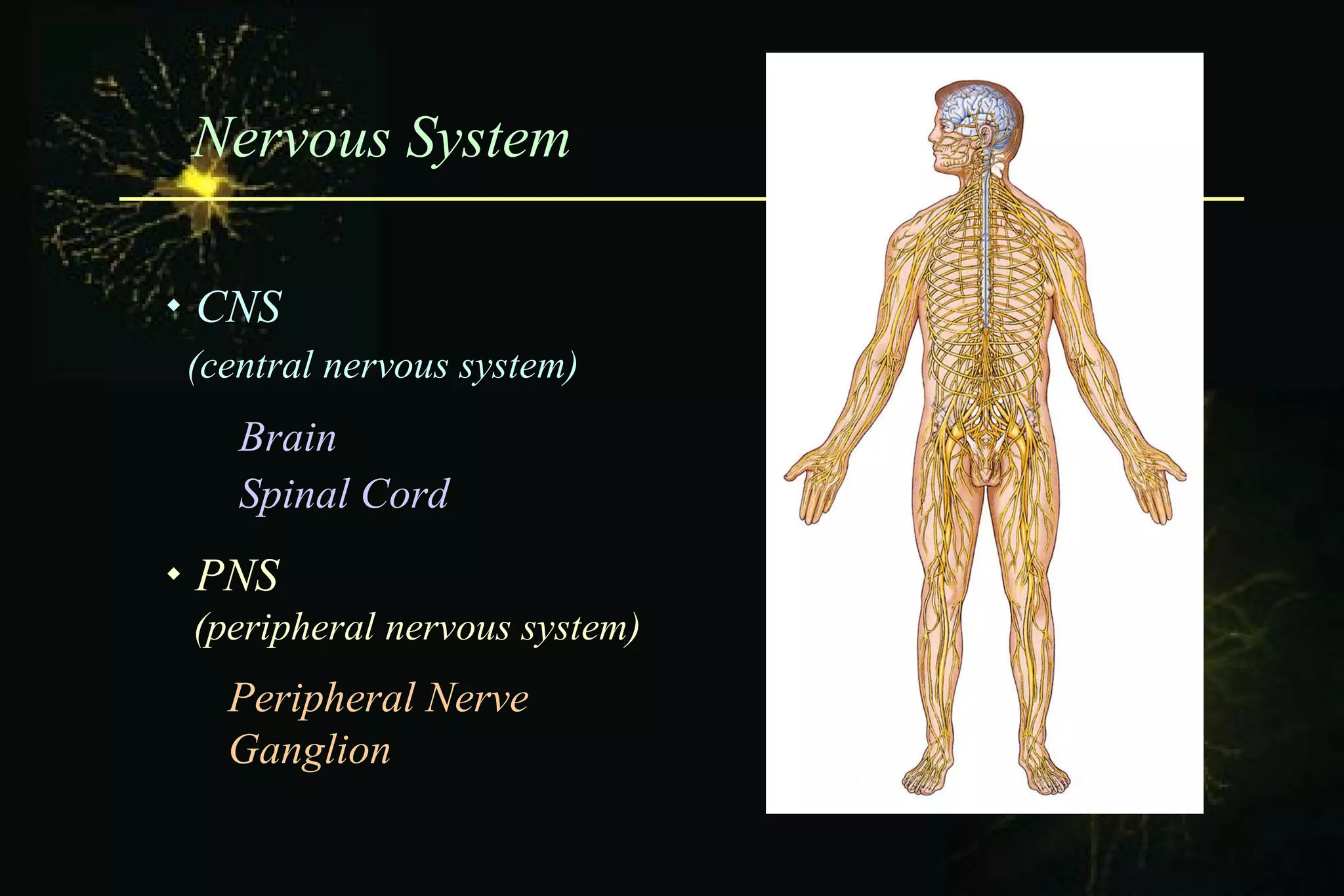 Gross structure of the brain | PPT