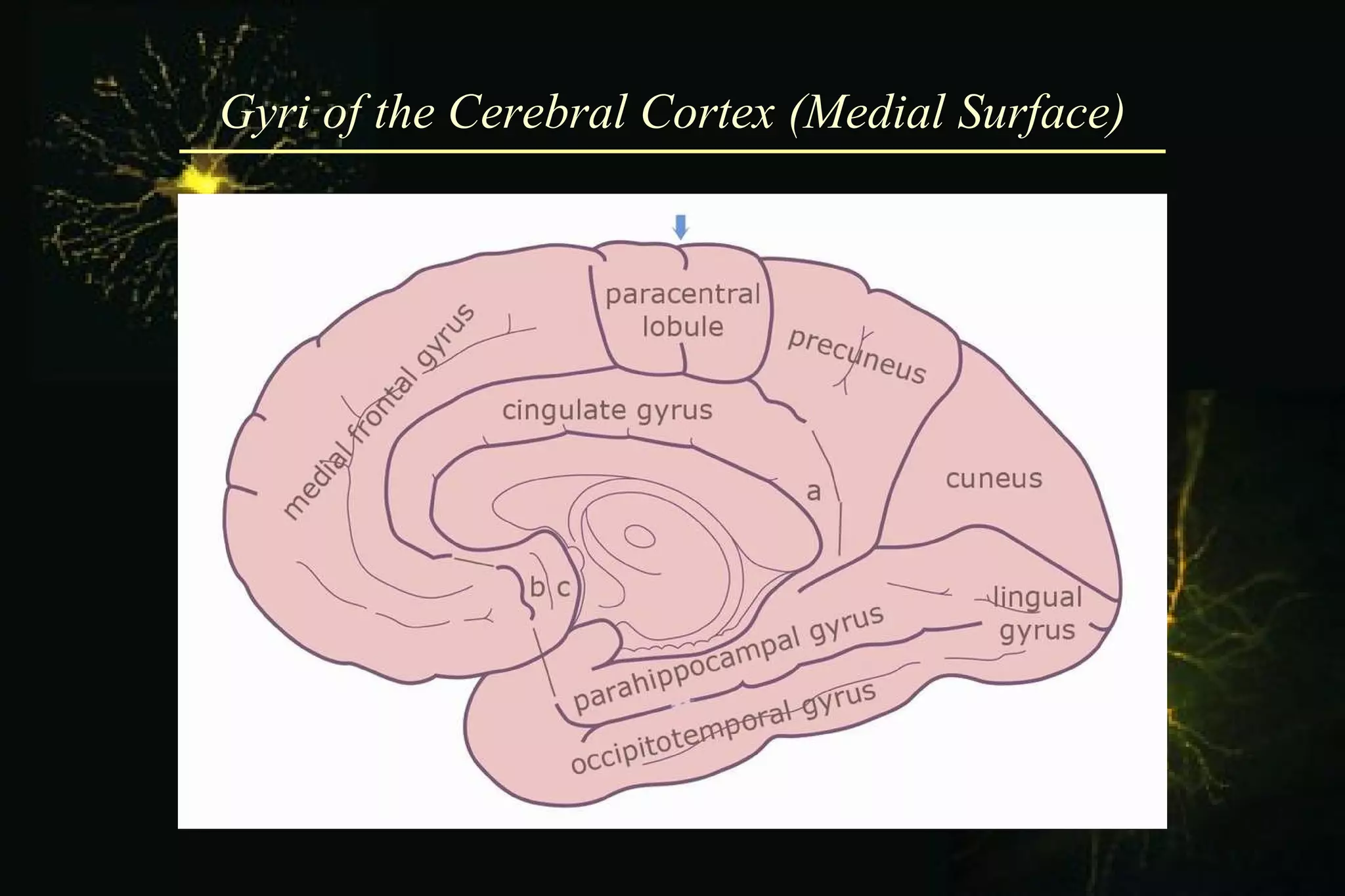 Gross structure of the brain | PPT
