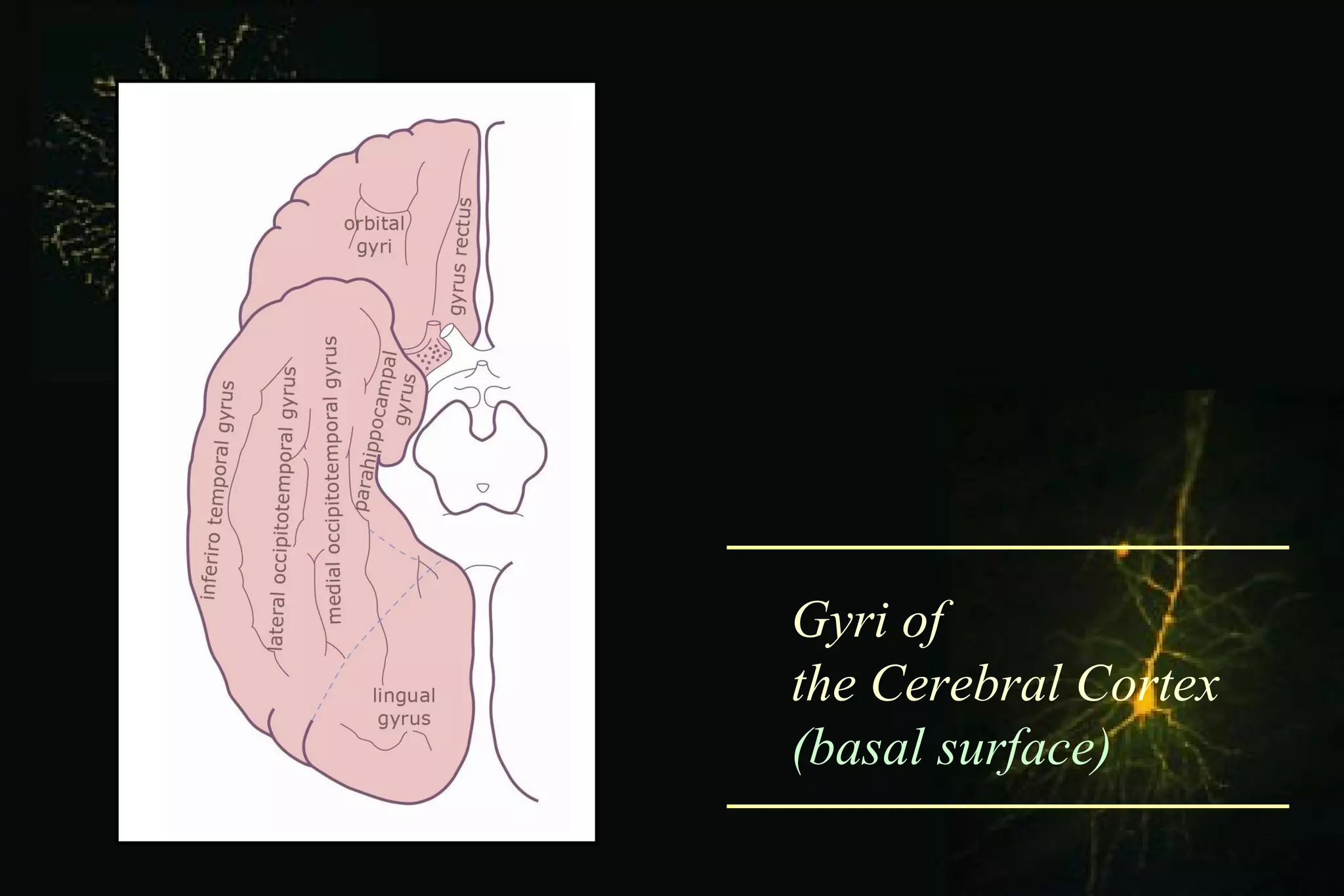 Gross structure of the brain | PPT