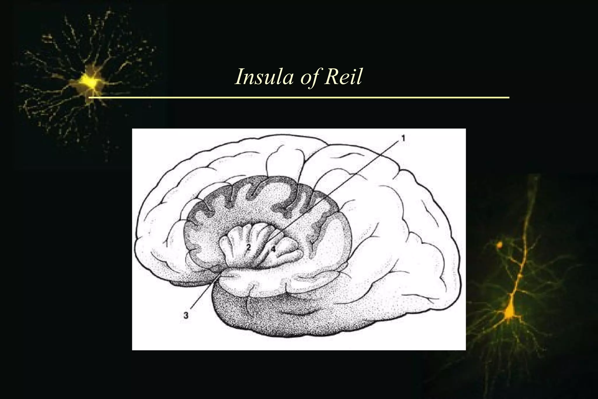 Gross structure of the brain | PPT