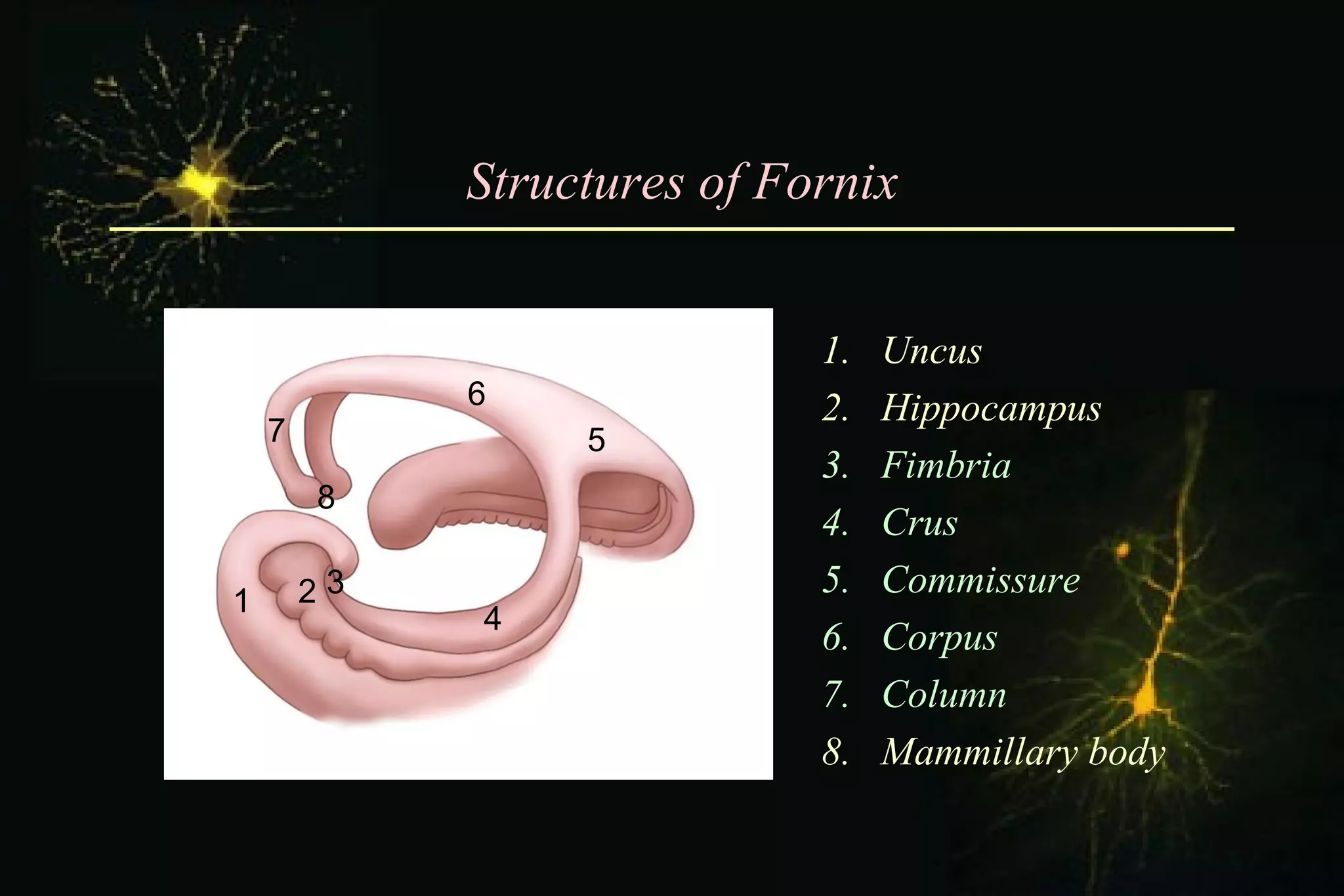 Gross structure of the brain | PPT