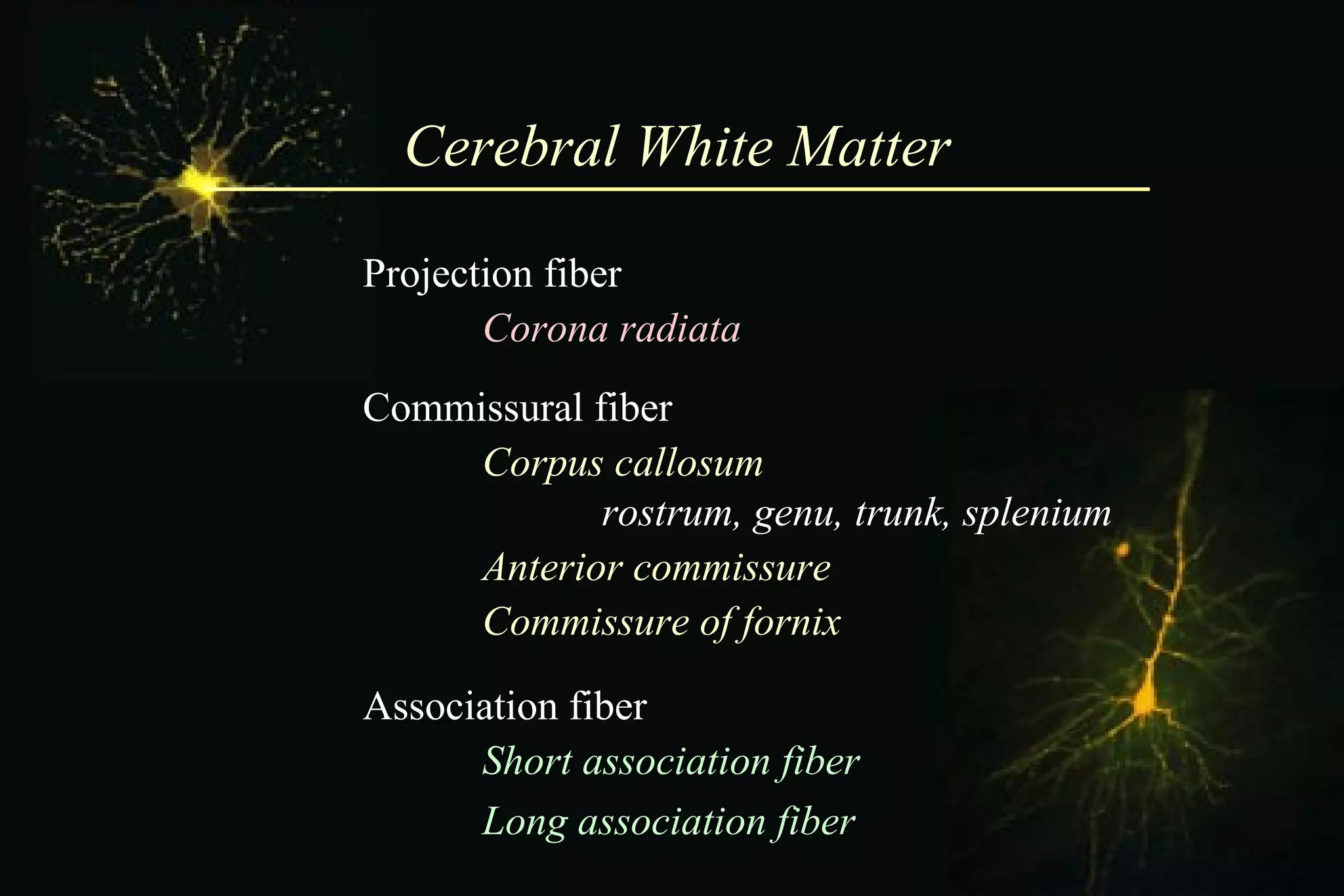 Gross structure of the brain | PPT