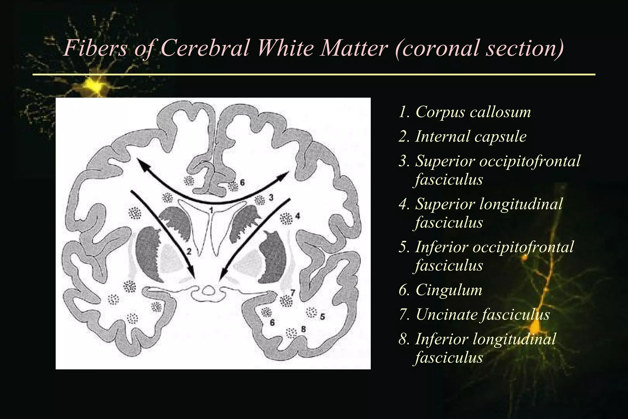 Gross structure of the brain | PPT