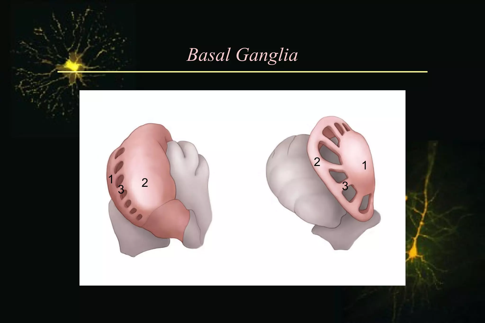 Gross structure of the brain | PPT