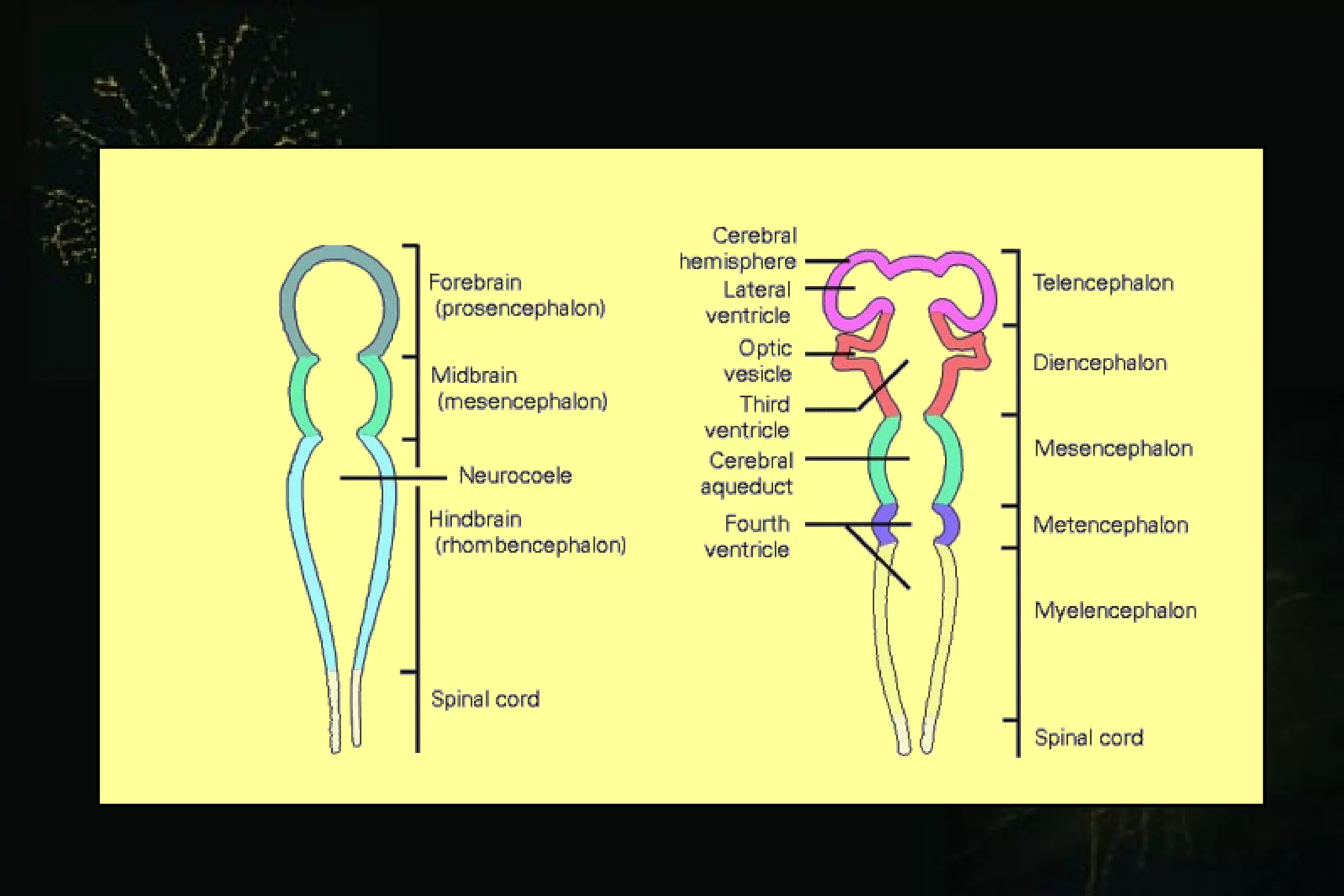 Gross structure of the brain | PPT