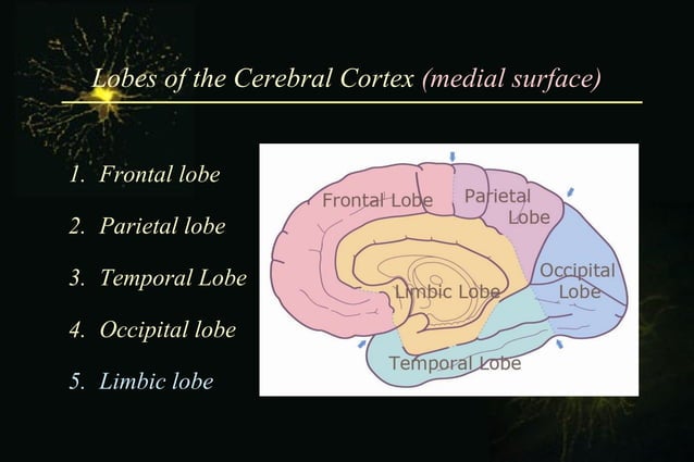 Gross structure of the brain | PPT | Brain and Nervous System Disorders ...