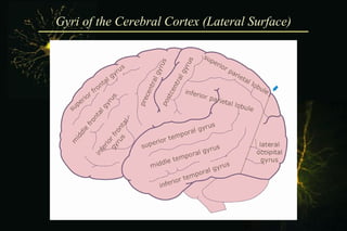Gross structure of the brain | PPT