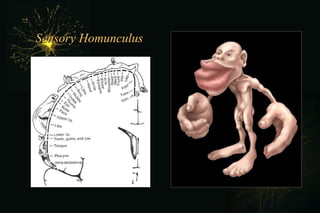 Gross structure of the brain | PPT