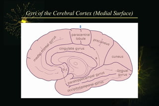 Gross structure of the brain | PPT
