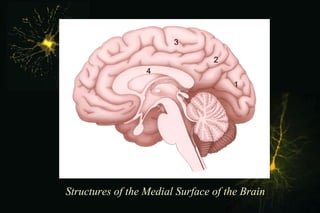 Gross structure of the brain | PPT
