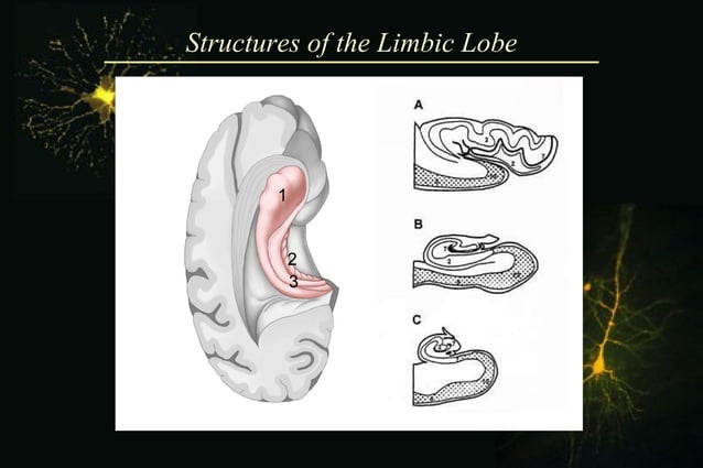 Gross structure of the brain | PPT | Brain and Nervous System Disorders ...