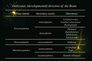 Gross structure of the brain | PPT