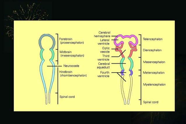 Gross structure of the brain | PPT | Brain and Nervous System Disorders ...