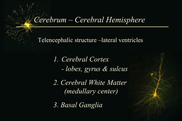 Gross structure of the brain | PPT | Brain and Nervous System Disorders ...