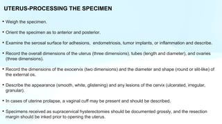 GROSS UTERUS with cervix and fallopian tube PPT.pptx