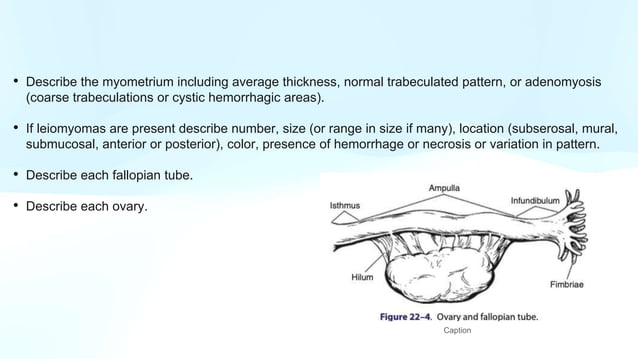 GROSS UTERUS with cervix and fallopian tube PPT.pptx