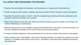 GROSS UTERUS with cervix and fallopian tube PPT.pptx