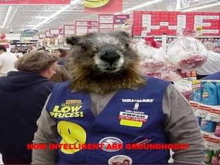 Groundhog Day | PPT | Free Download