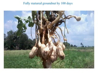 Groundnut | PDF