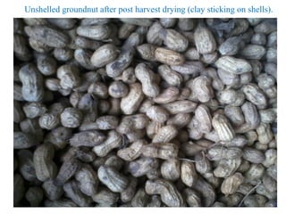 Groundnut | PDF