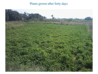 Groundnut | PDF