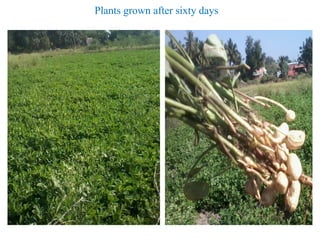 Groundnut | PDF