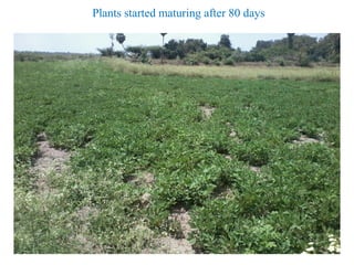 Groundnut | PDF