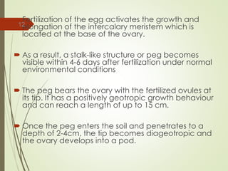 Groundnut | PDF