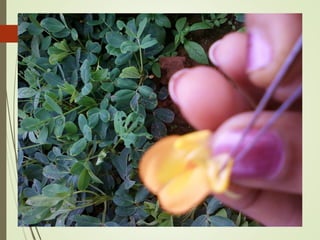 Groundnut | PDF
