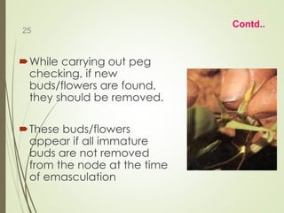 Groundnut | PDF