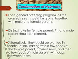 Groundnut | PDF