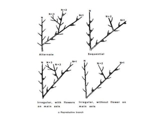 groundnut-181219100332.pdf
