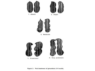 groundnut-181219100332.pdf
