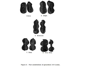 groundnut-181219100332.pdf