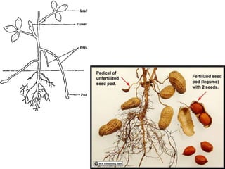 groundnut-181219100332.pdf