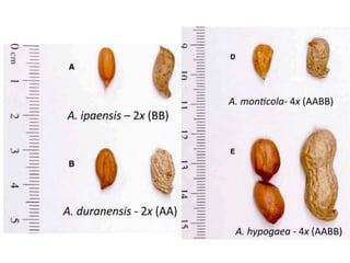 groundnut-181219100332.pdf
