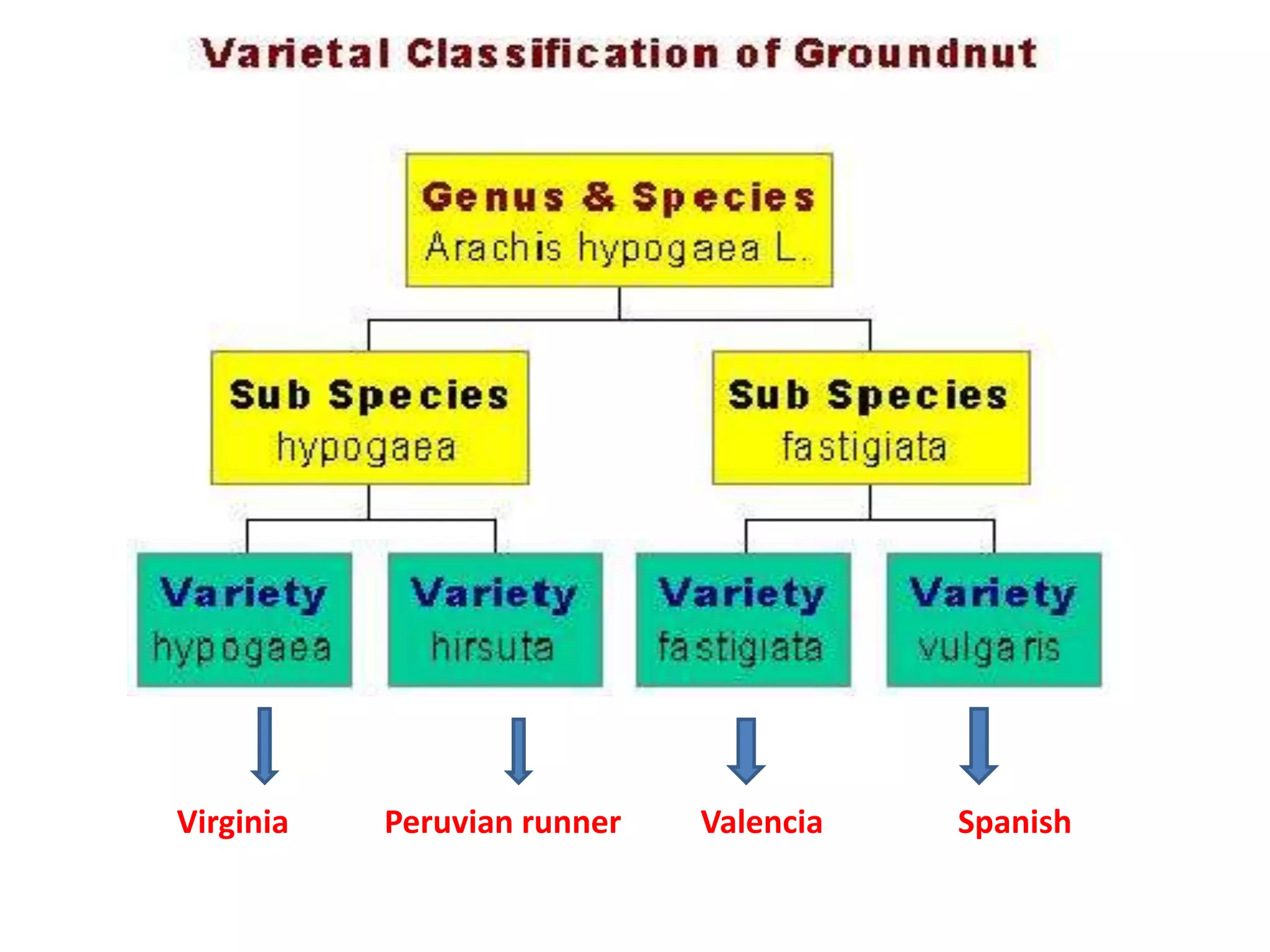 Groundnut | PPTX