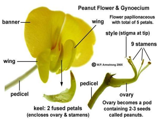 Groundnut | PPTX | Gardening | Home & Garden
