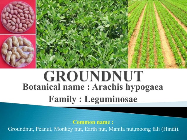 groundnut-210409060922.pdf