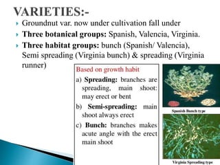 groundnut-210409060922.pdf