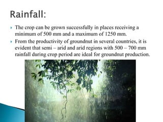 groundnut-210409060922.pdf