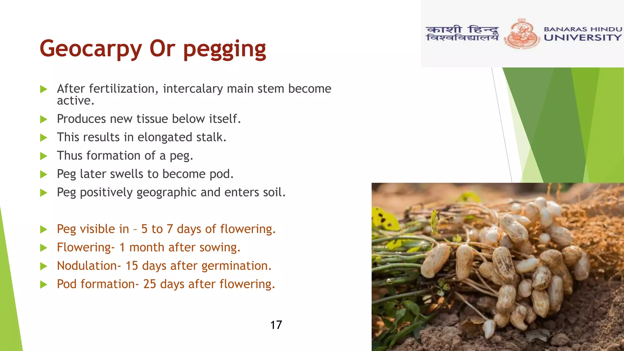 groundnut.pptx
