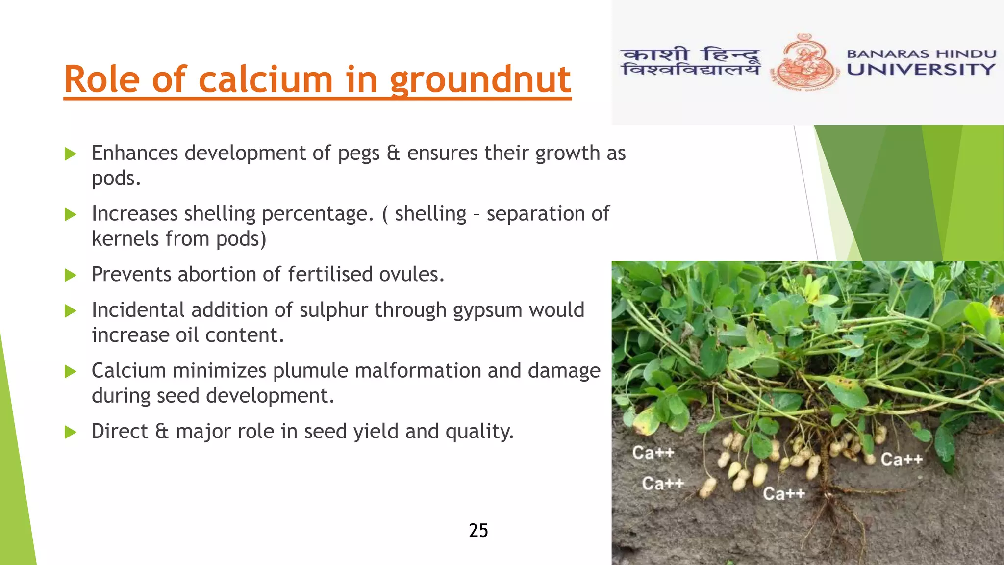 groundnut.pptx