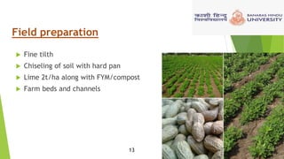 groundnut.pptx