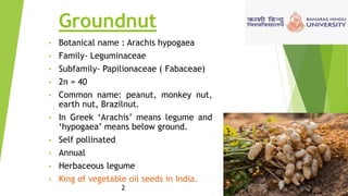 groundnut.pptx