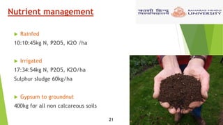 groundnut.pptx