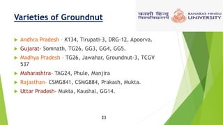 groundnut.pptx