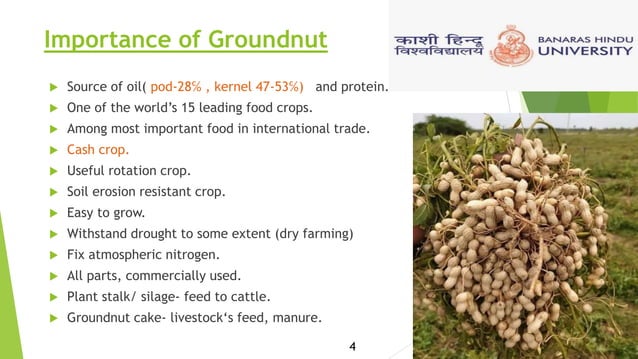 groundnut.pptx